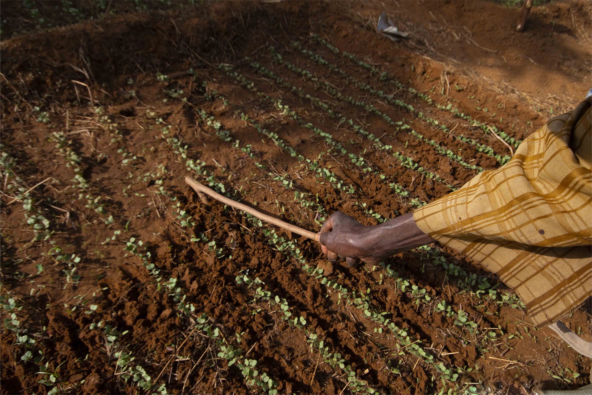 Restoring life to soils - Raphael Belmin photography
