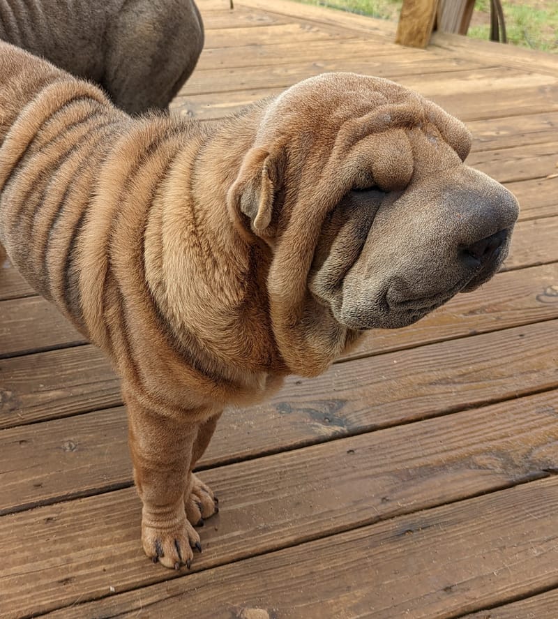 Past Puppies - Wilson's Wrinkly Shar-Pei's