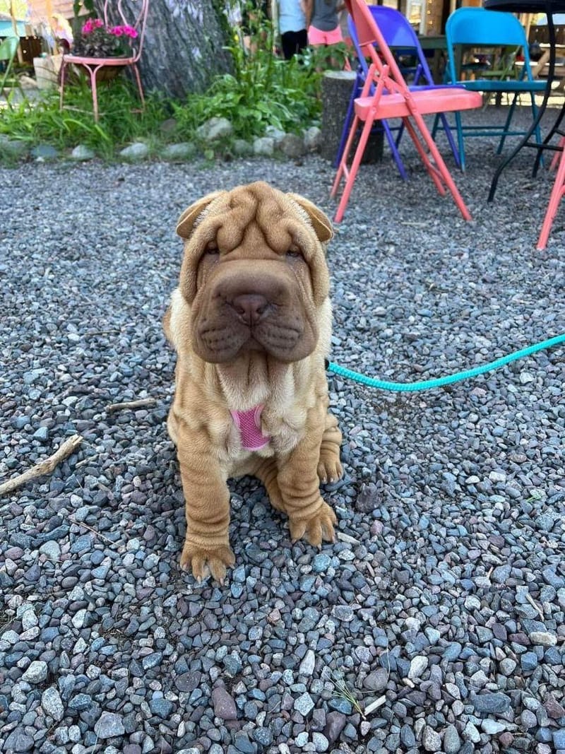 Past Puppies - Wilson's Wrinkly Shar-Pei's