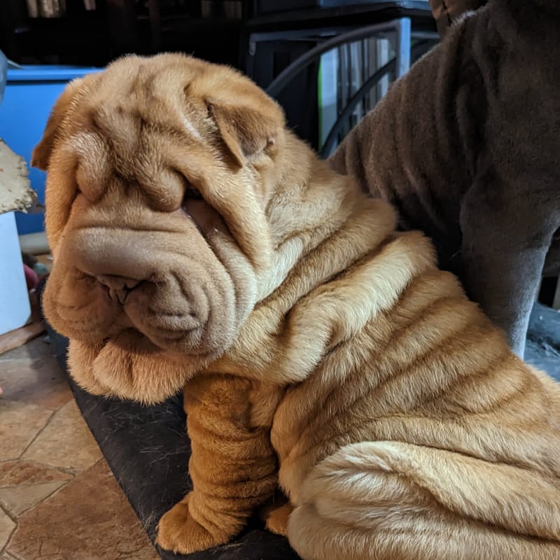 Past Puppies - Wilson's Wrinkly Chinese Shar-Pei's
