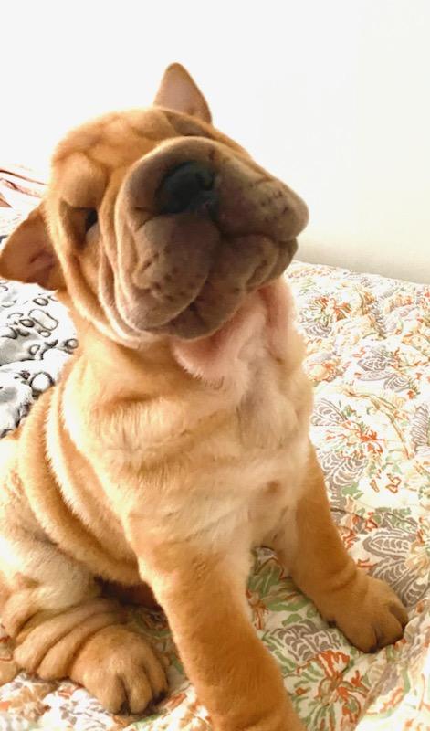 Past Puppies - Wilson's Wrinkly Chinese Shar-Pei's