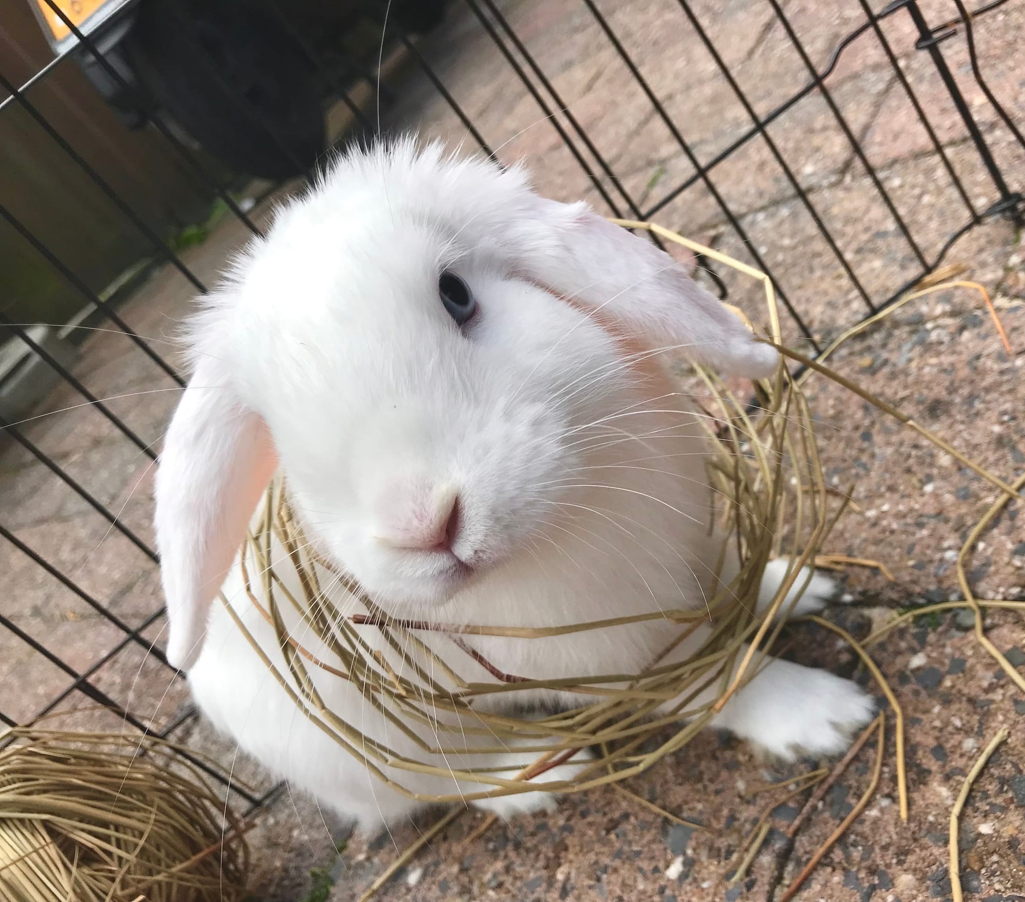 Help! Mijn konijn heeft Myiasis. Wat nu? - Unlimited Rabbits