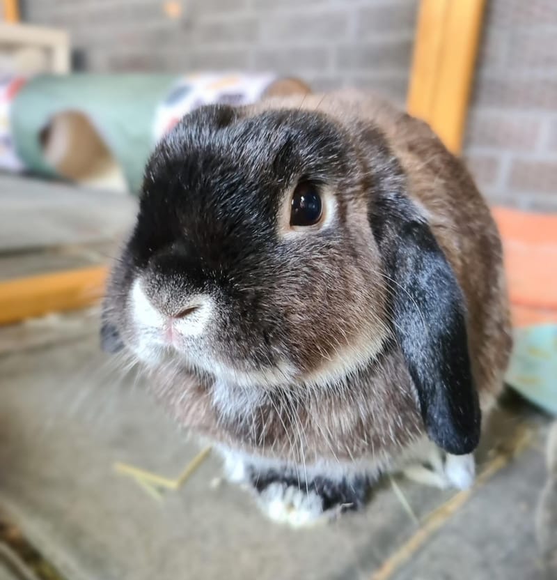 Poep, poep en nog eens poep! - Unlimited Rabbits