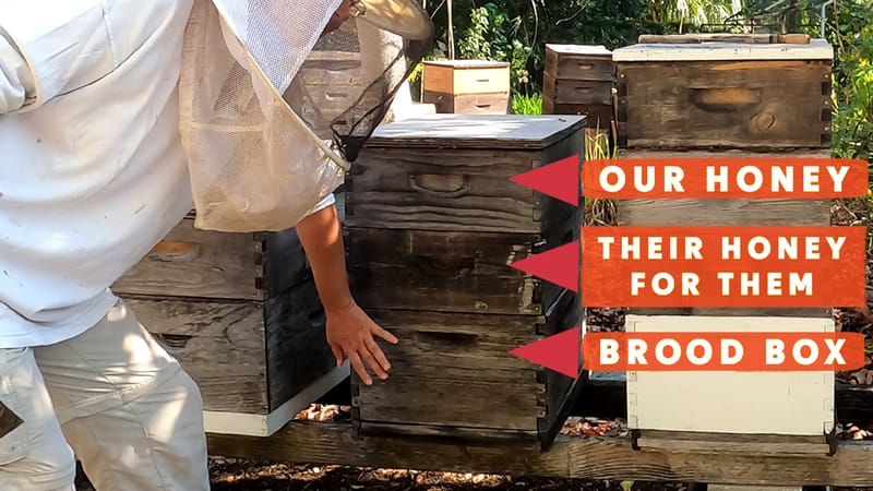 Beekeeper teaches you everything you need to know about honeybees (Part ...