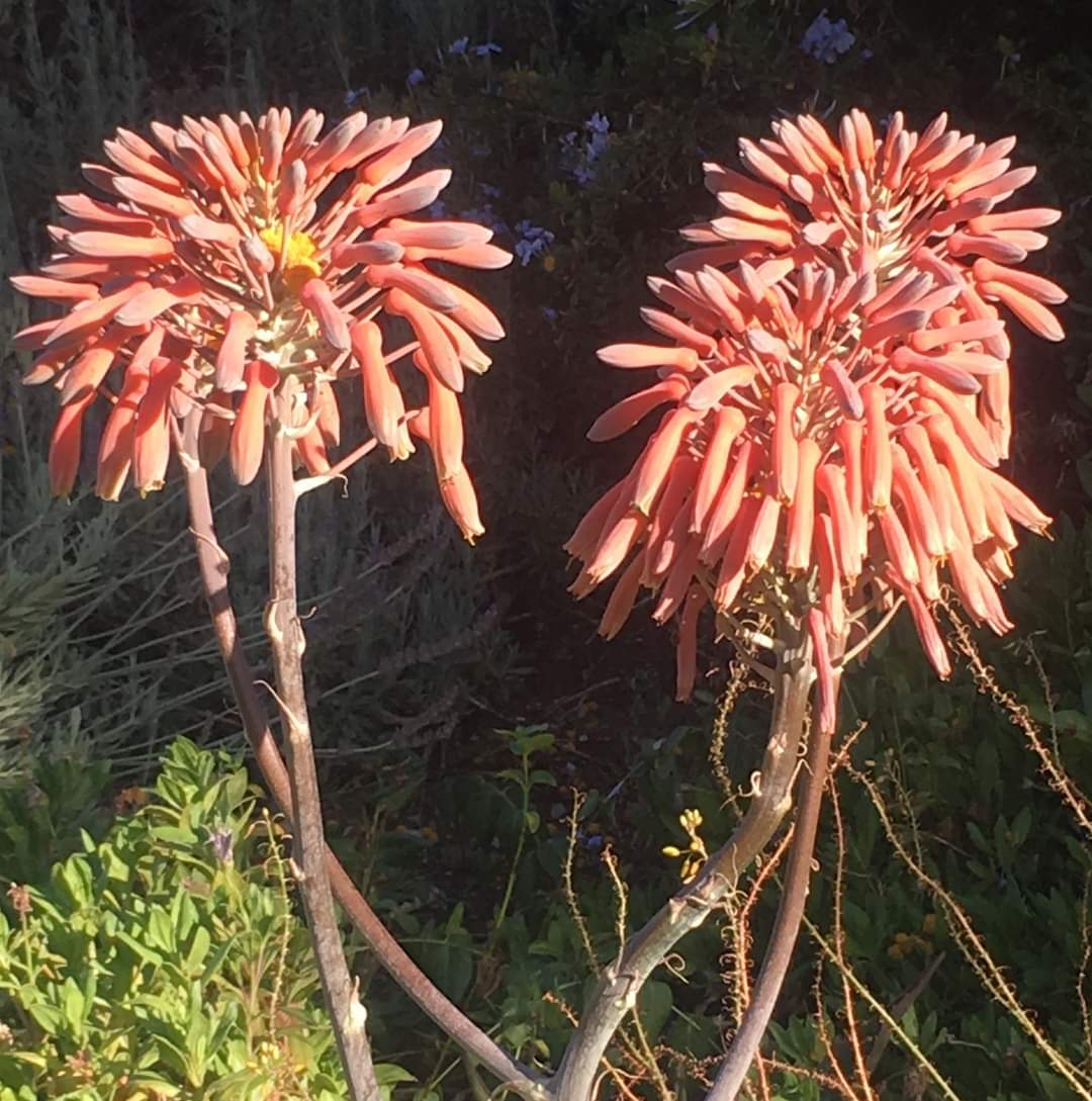 Aloe Valley Retreat