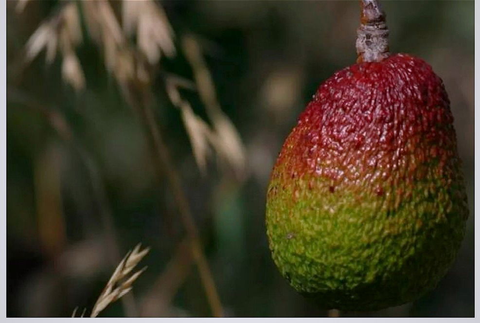 Todo sobre el aguacate Hass - AGUACATE MÉXICO