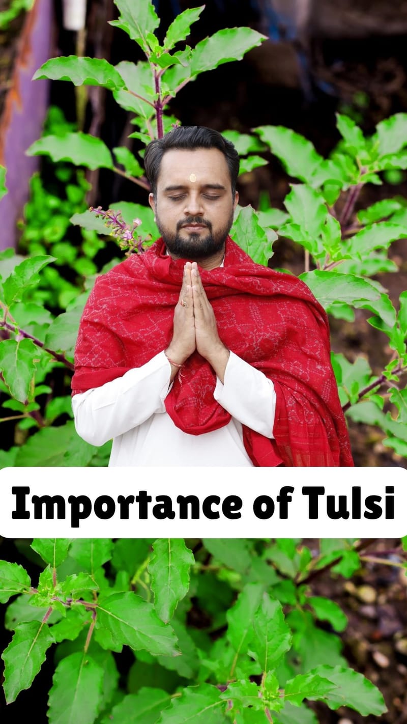 The importance of Tulsi - dharmikshree