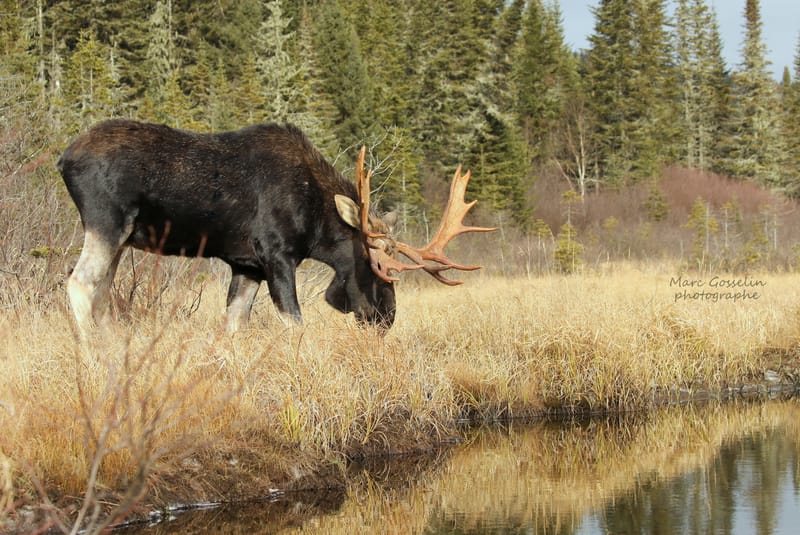 Animaux du Québec - Marc Gosselin photographe