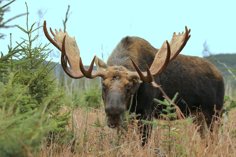 Animaux du Québec - Marc Gosselin photographe