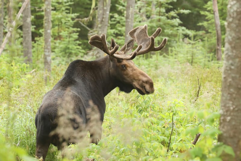 Animaux du Québec - Marc Gosselin photographe