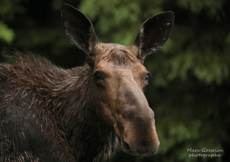 Animaux du Québec - Marc Gosselin photographe