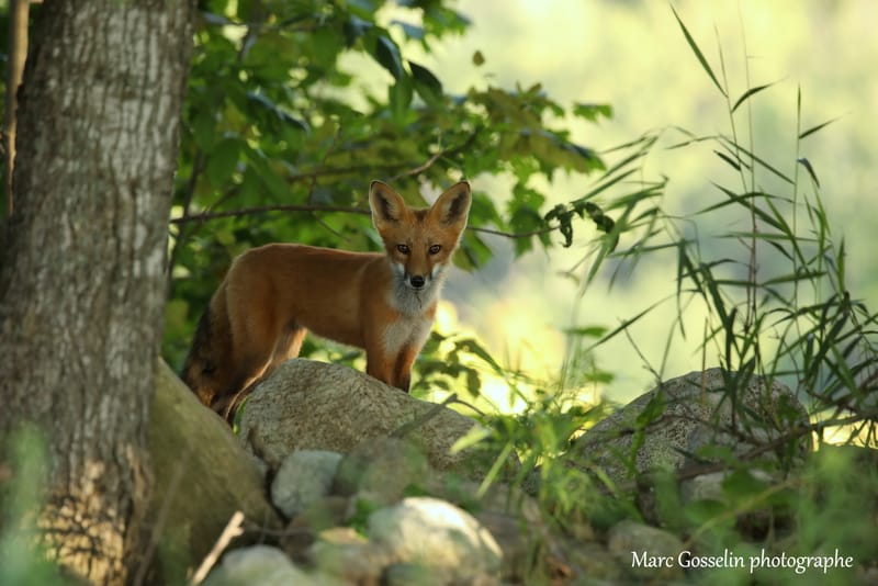 Animaux du Québec - Marc Gosselin photographe