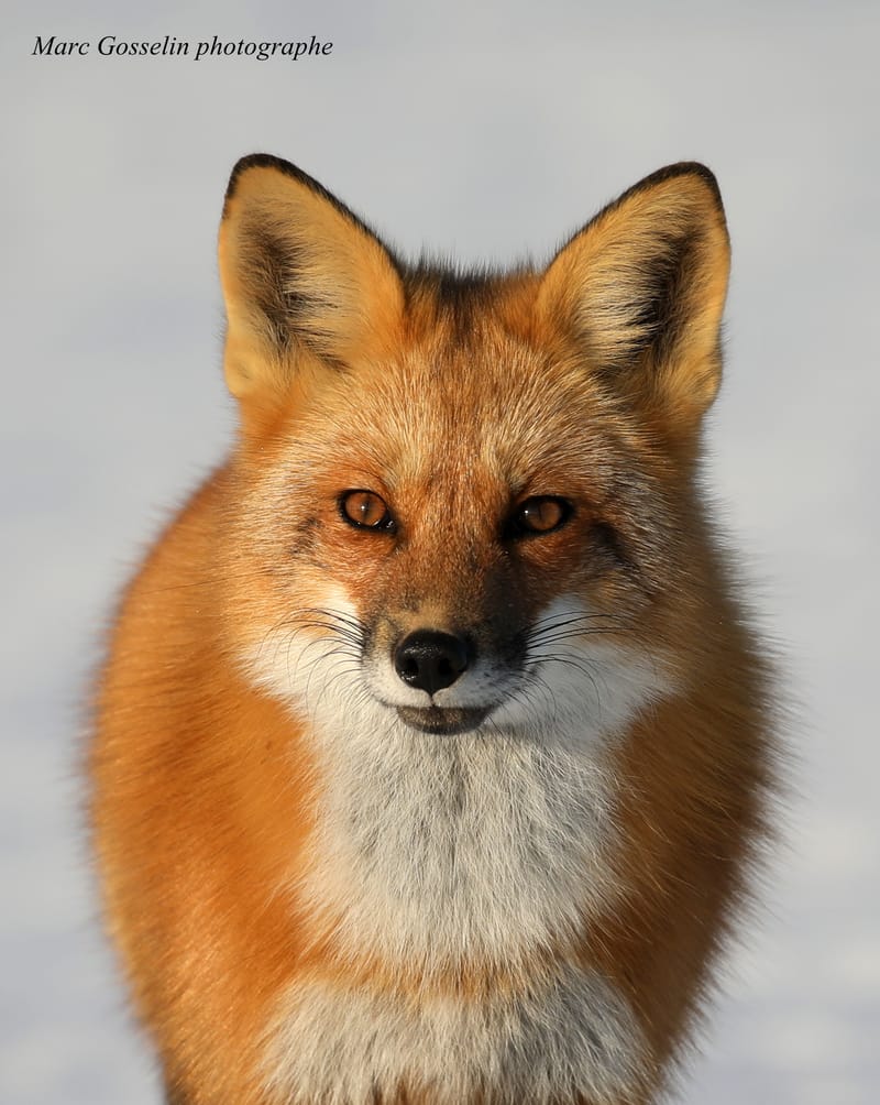 Animaux du Québec - Marc Gosselin photographe