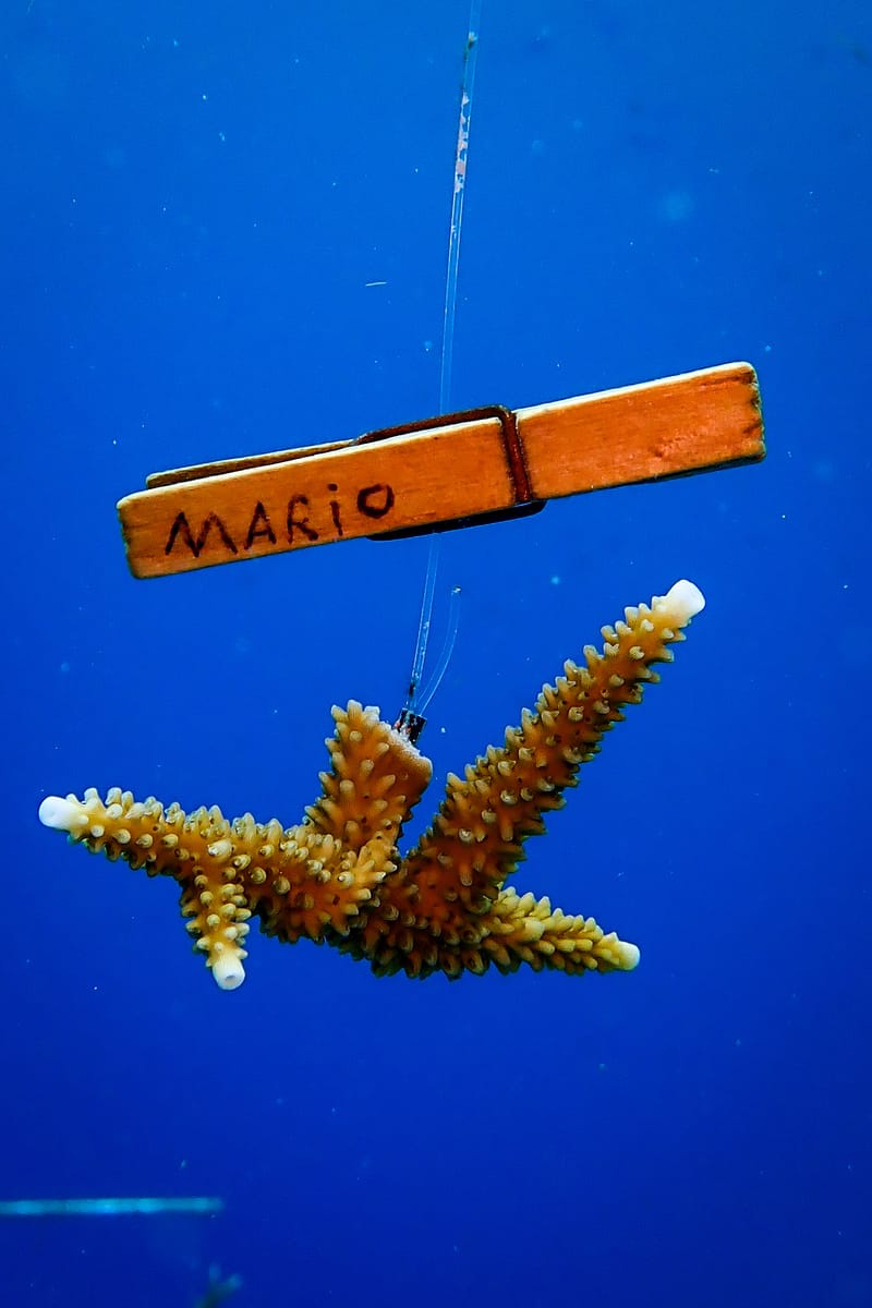 Mario - BRANCH Coral Foundation Mario - BRANCH Coral Foundation