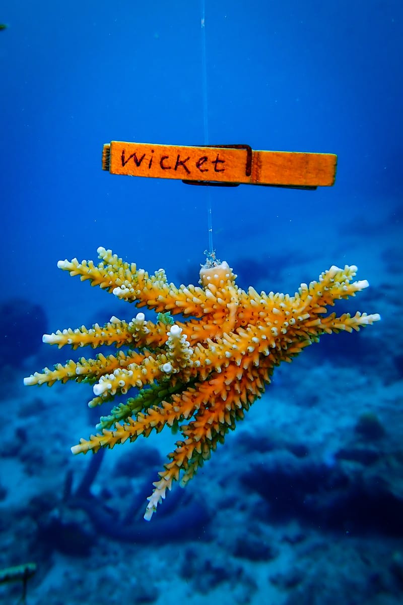 Wicket #93 - BRANCH Coral Foundation Wicket #93 - BRANCH Coral Foundation