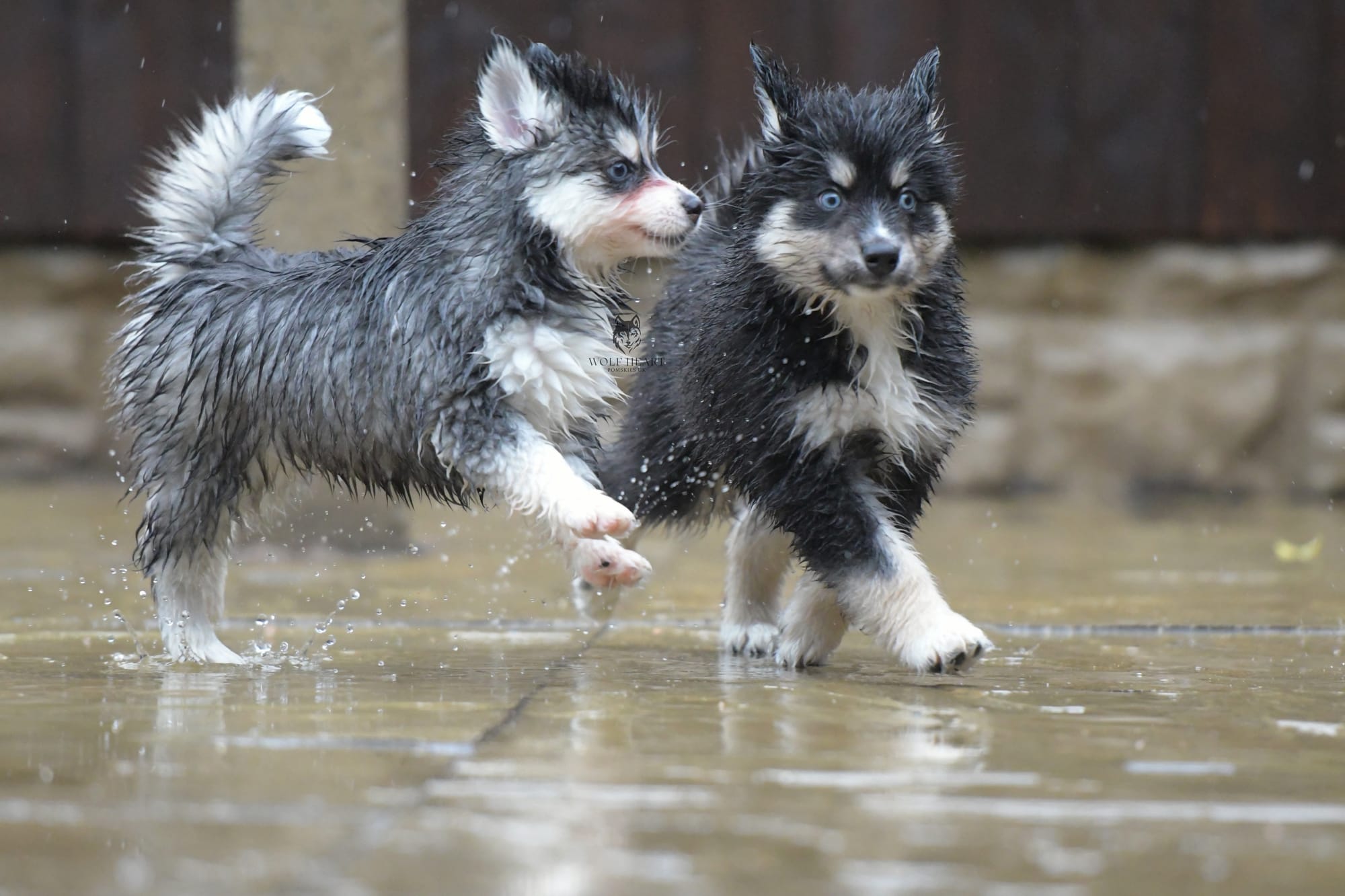 Wolf Heart Pomskies UK- UK Pomsky Breeder