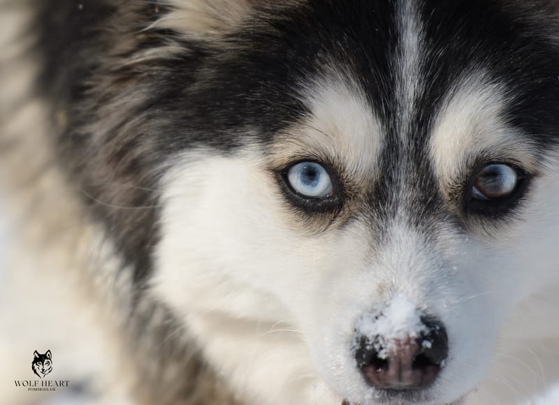 Wolf Heart Pomskies UK