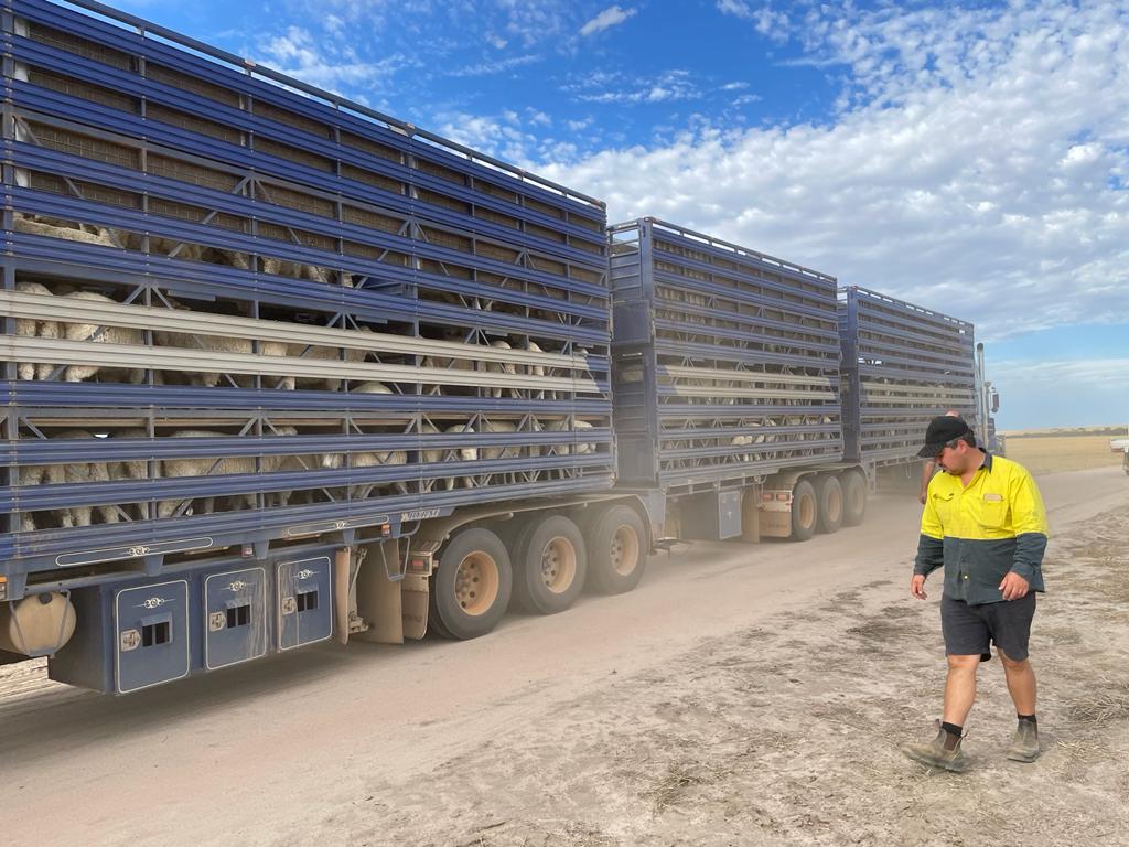 THE FARMING CO - THE FARMING CO.