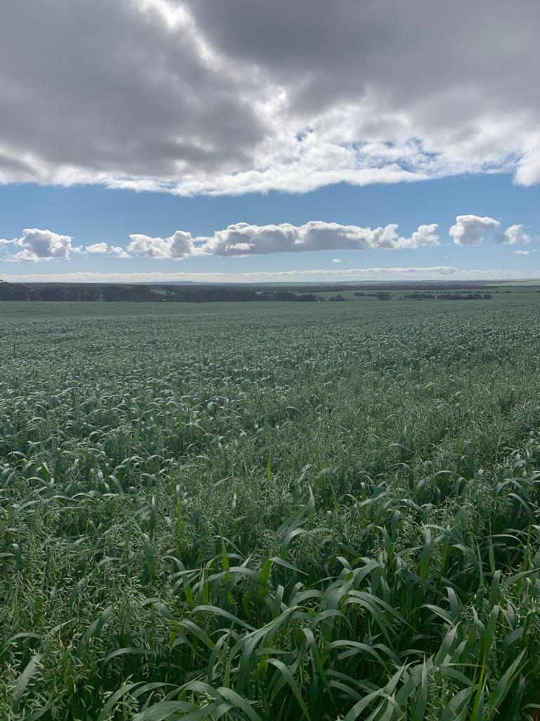 THE FARMING CO - THE FARMING CO.