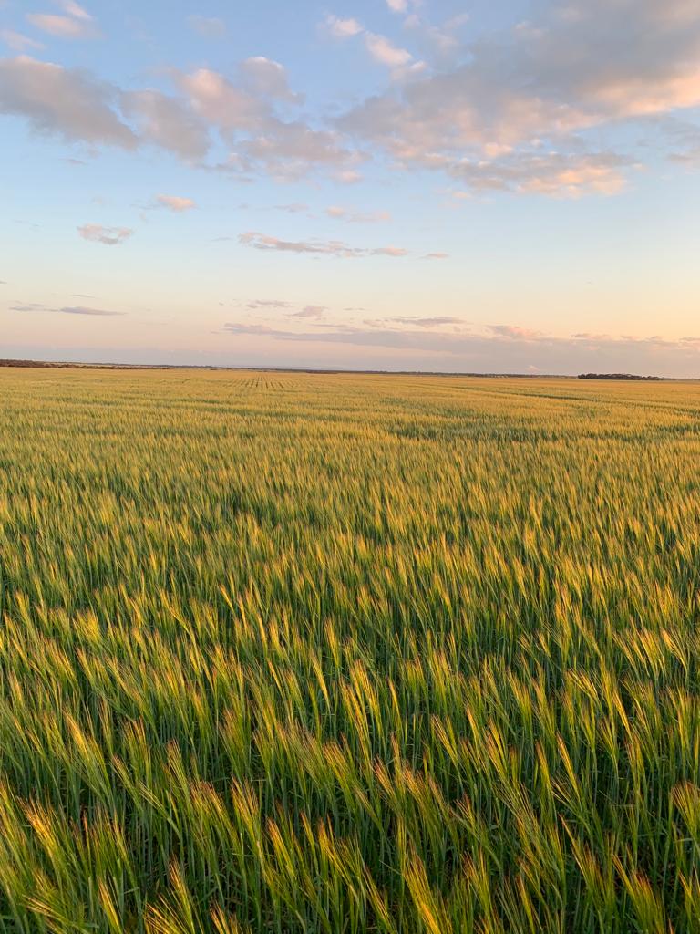 THE FARMING CO - THE FARMING CO.