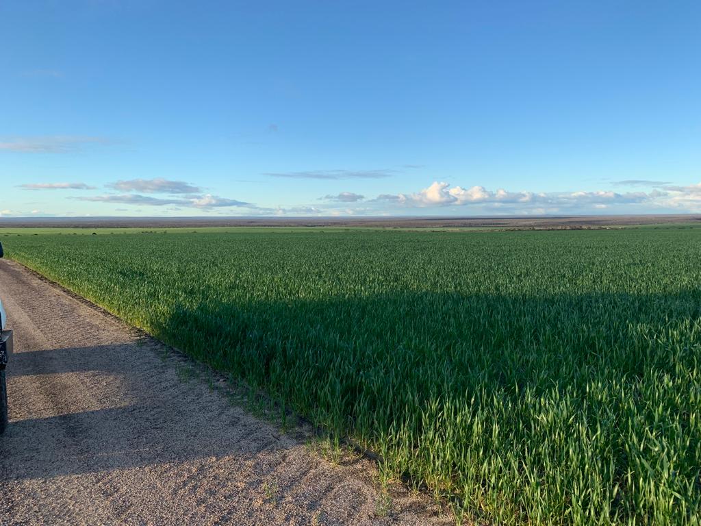 THE FARMING CO - THE FARMING CO.