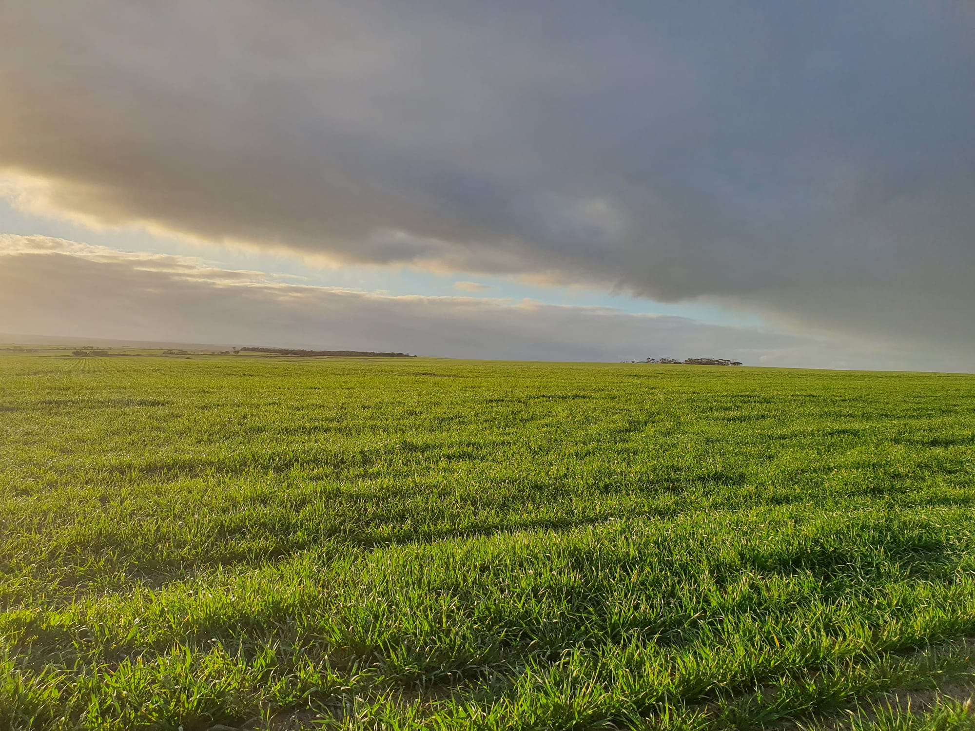 THE FARMING CO - THE FARMING CO.