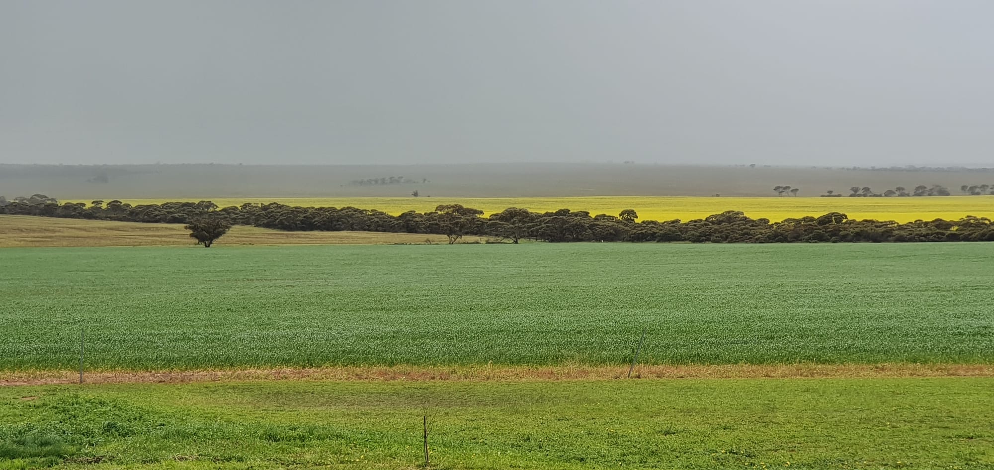 THE FARMING CO - THE FARMING CO.