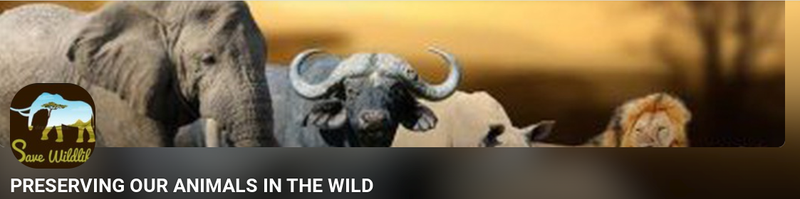 WIldlife`s photos - Preserving Our Animals In The Wild.