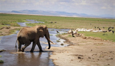 WIldlife`s photos - Preserving Our Animals In The Wild.