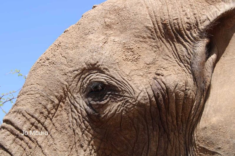 WIldlife`s photos - Preserving Our Animals In The Wild.