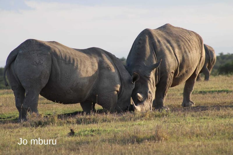 WIldlife`s photos - Preserving Our Animals In The Wild.