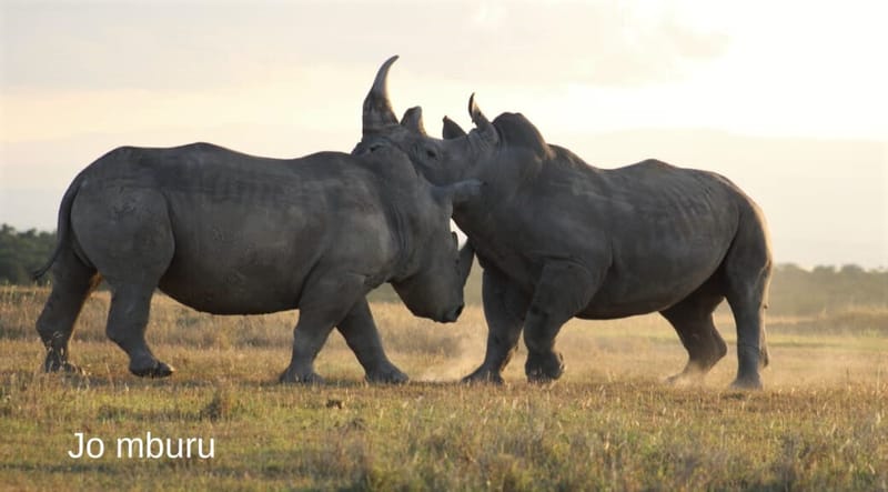 WIldlife`s photos - Preserving Our Animals In The Wild.