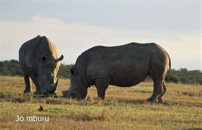 WIldlife`s photos - Preserving Our Animals In The Wild.