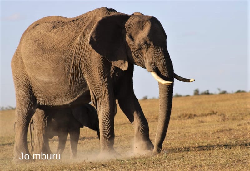 WIldlife`s photos - Preserving Our Animals In The Wild.