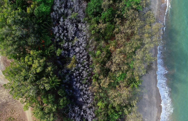 Talking Trees - Speech & Language Therapy - Talking Trees