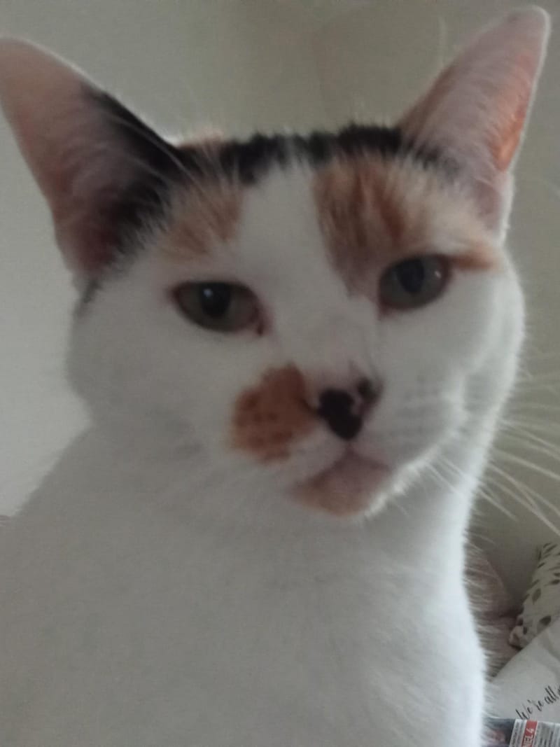 Andrew Mosley • Author/Writer - The Choreography of Ghosts