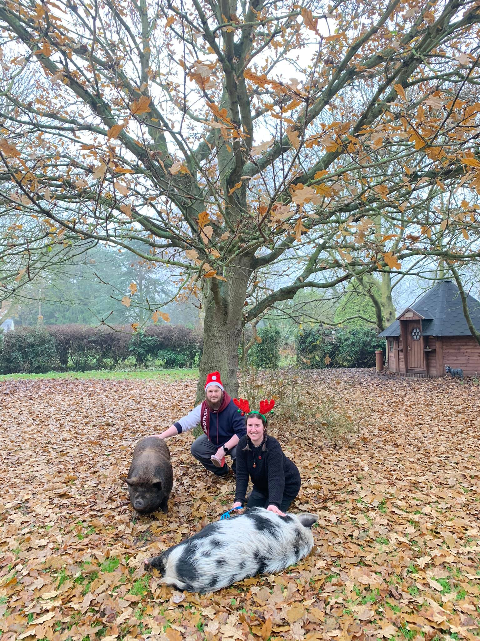 Piggy meet and greet animal Glamping expierence in Norfolk