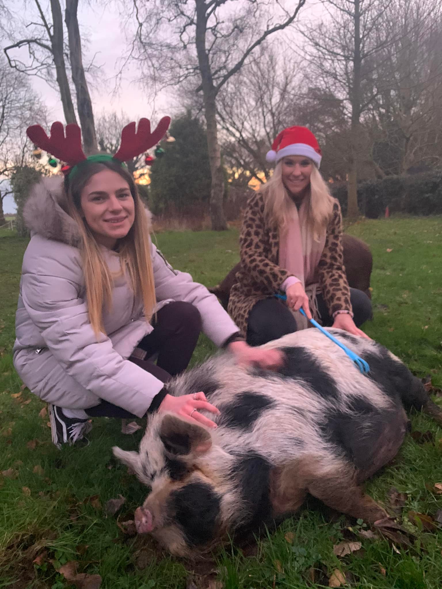 Piggy meet and greet animal Glamping expierence in Norfolk