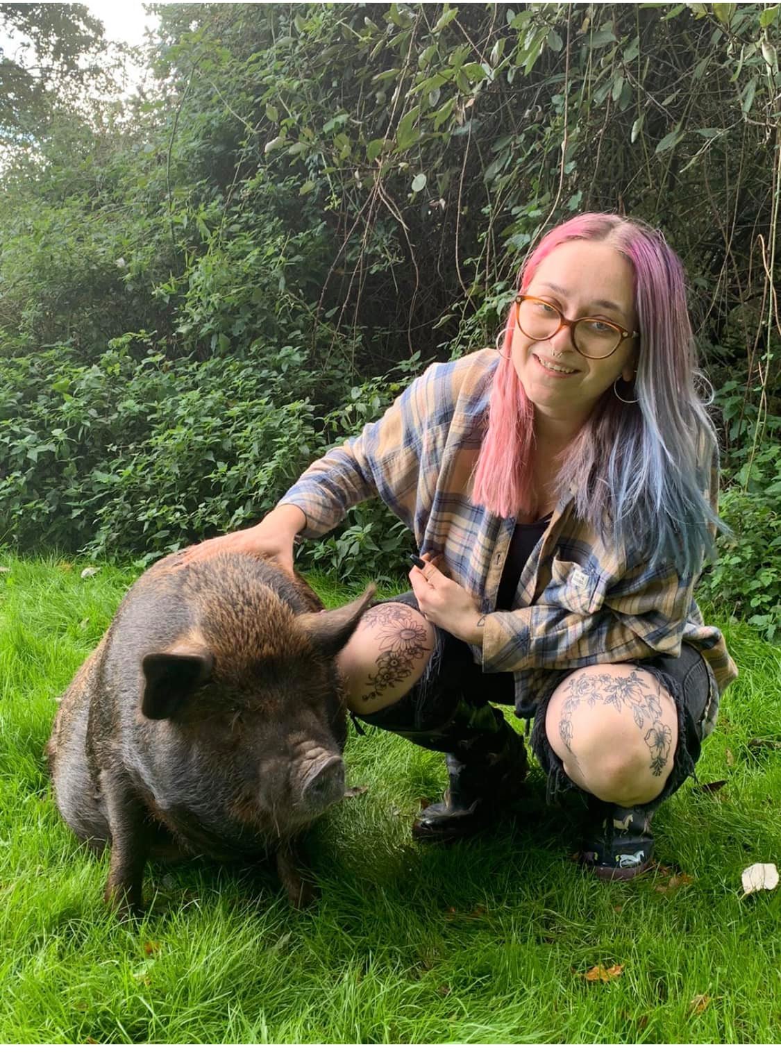 Piggy meet and greet animal Glamping expierence in Norfolk