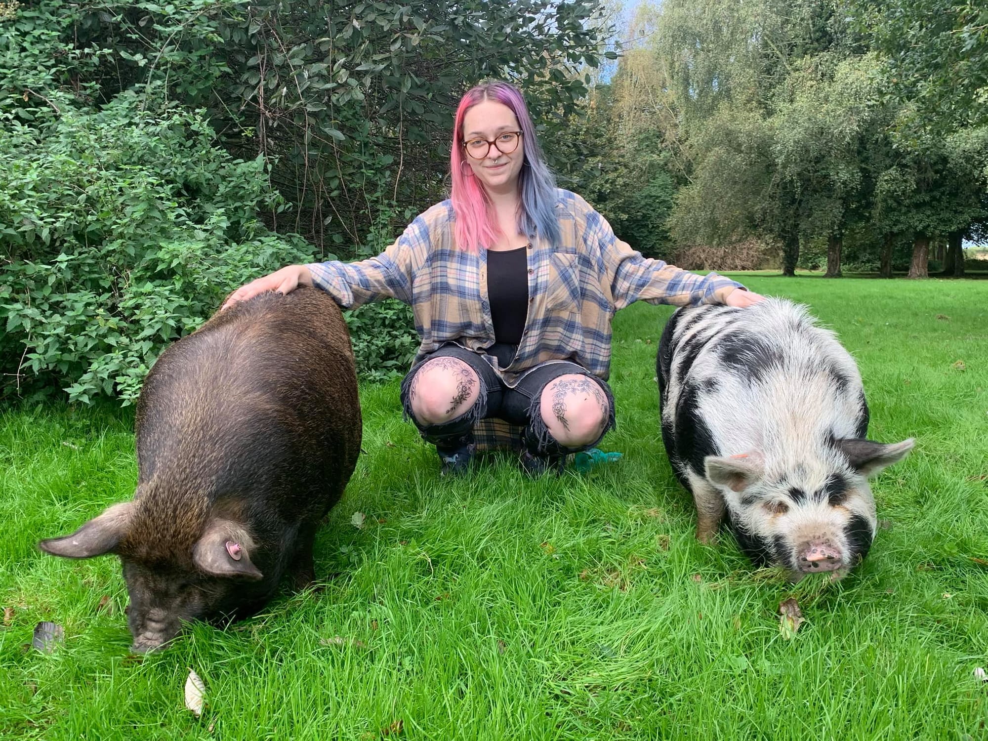 Piggy meet and greet animal Glamping expierence in Norfolk