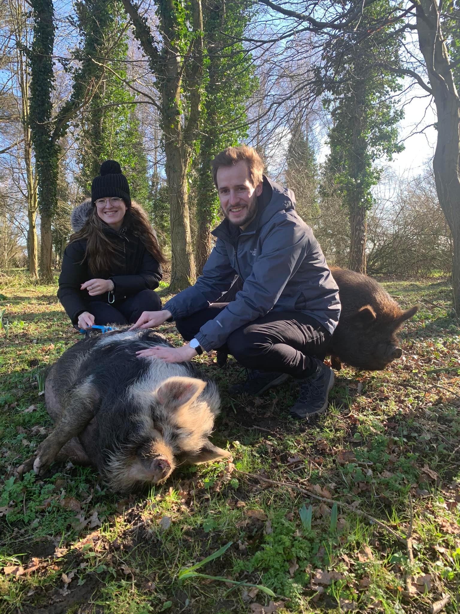 Piggy meet and greet animal Glamping expierence in Norfolk
