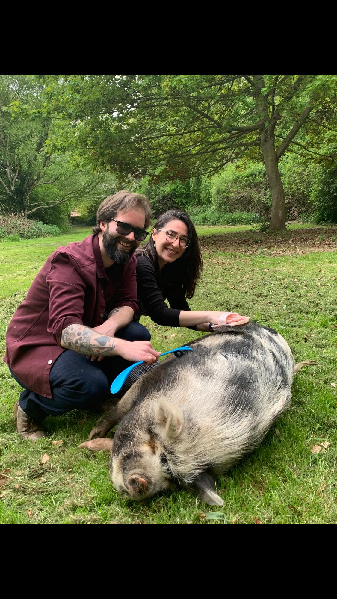 Piggy meet and greet animal Glamping expierence in Norfolk