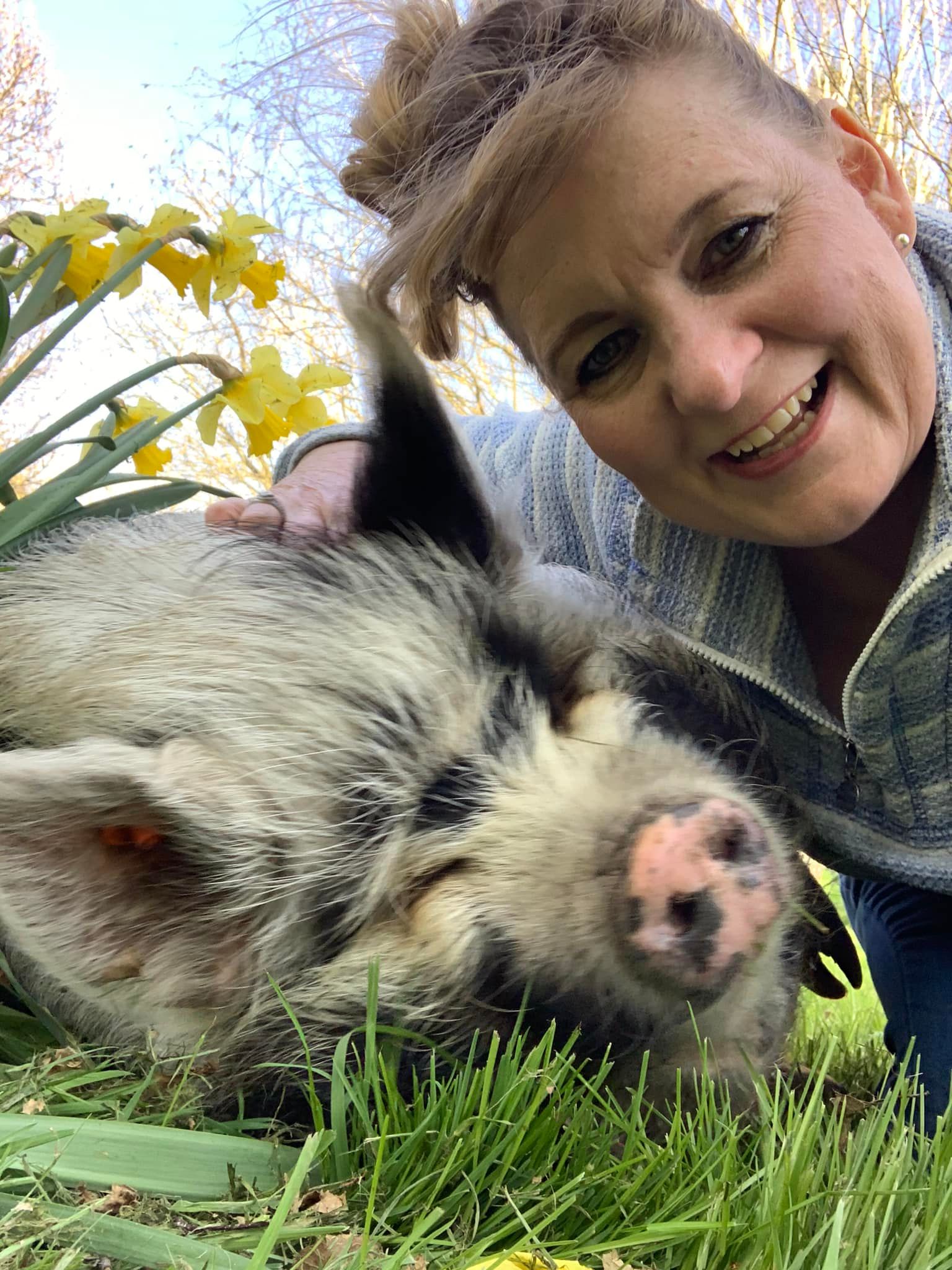 Piggy meet and greet animal Glamping expierence in Norfolk
