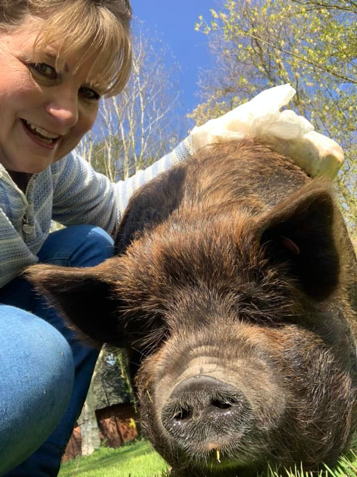Piggy meet and greet animal Glamping expierence in Norfolk