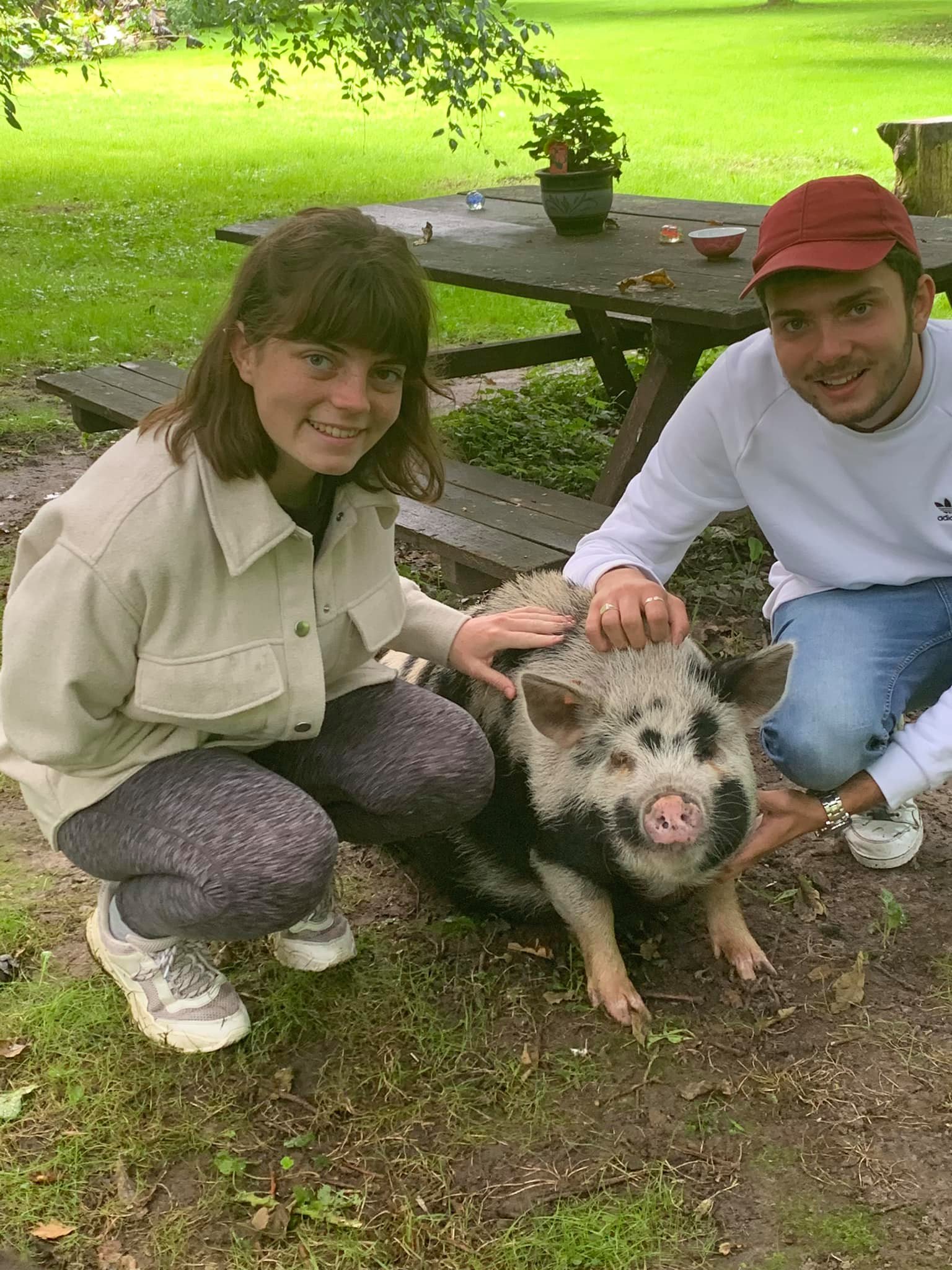 Piggy meet and greet animal Glamping expierence in Norfolk