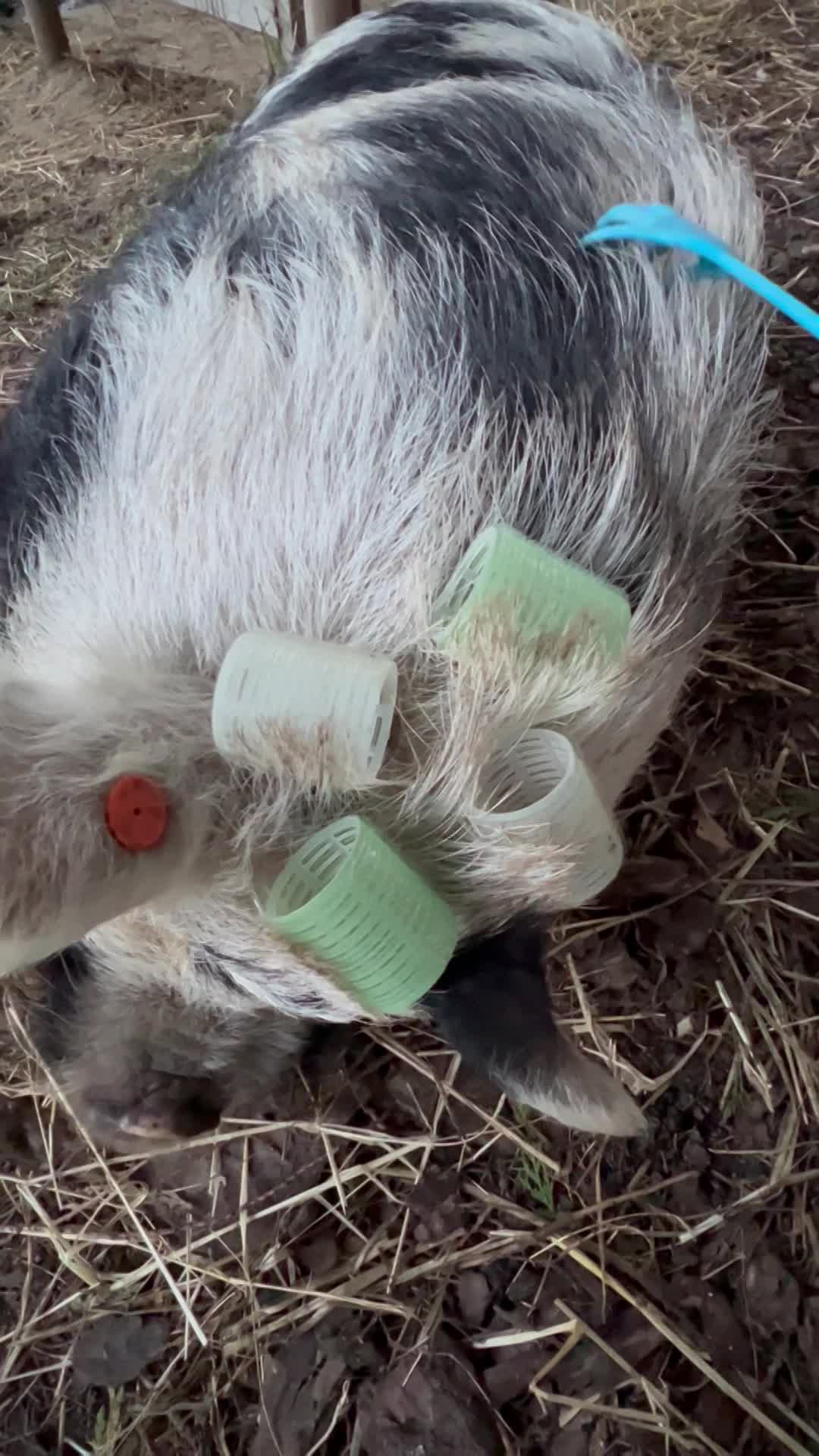 Piggy meet and greet animal Glamping expierence in Norfolk