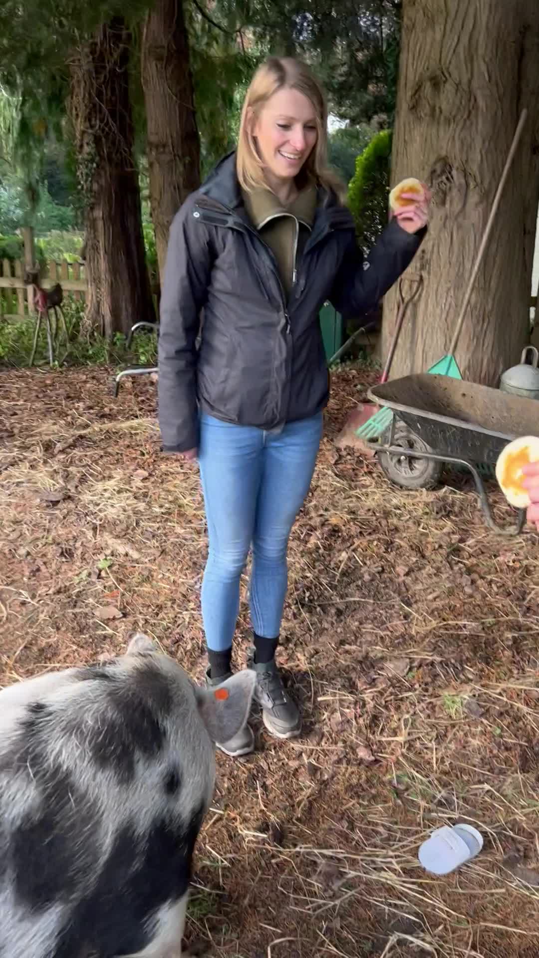 Piggy meet and greet animal Glamping expierence in Norfolk