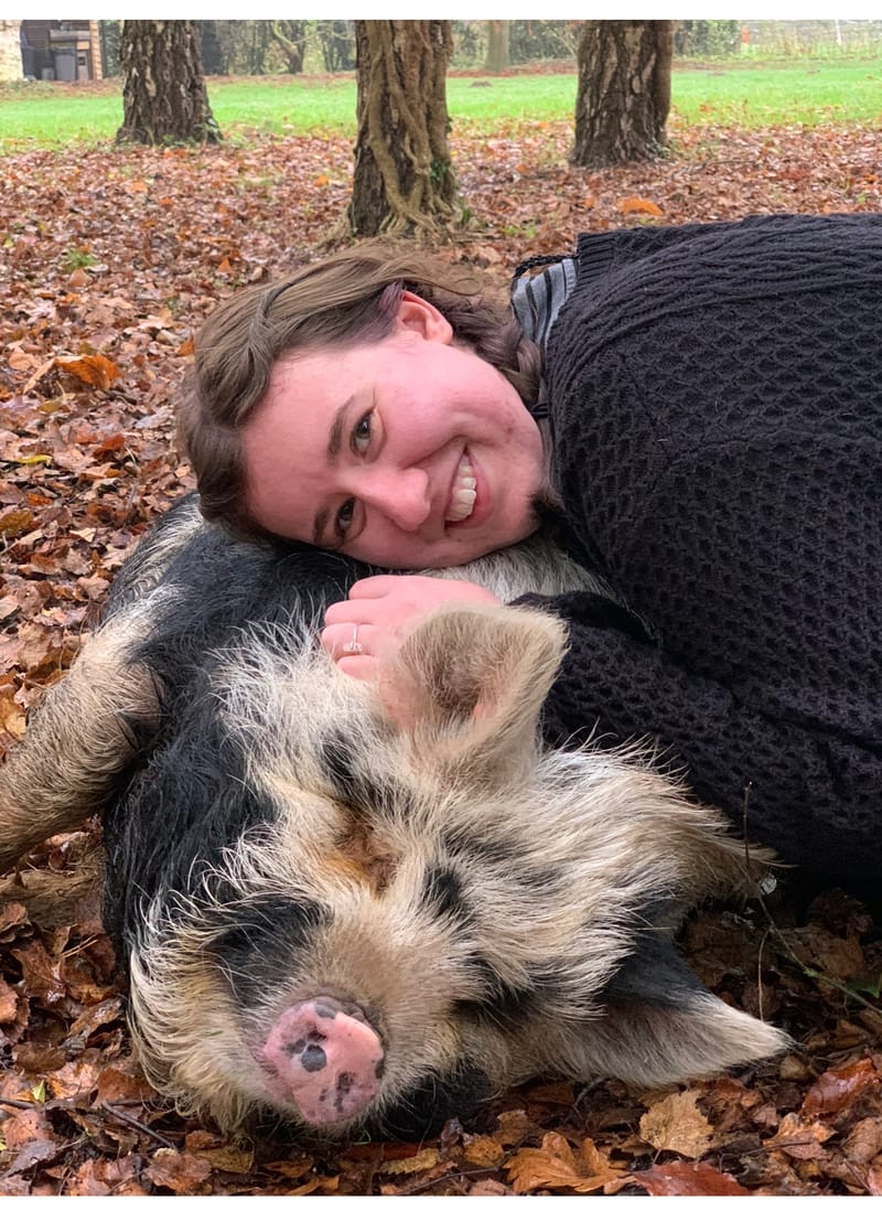 Piggy meet and greet animal Glamping expierence in Norfolk
