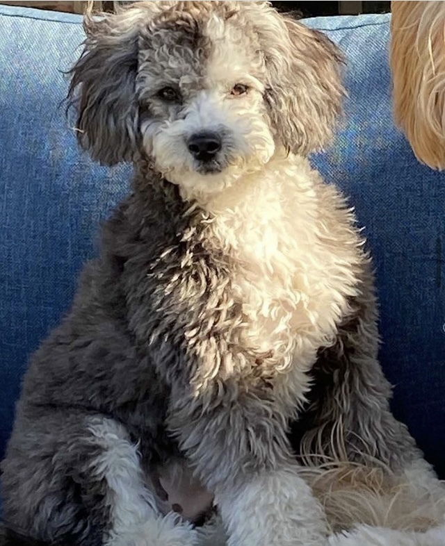 Toy and miniature Aussiedoodles and goldendoodles