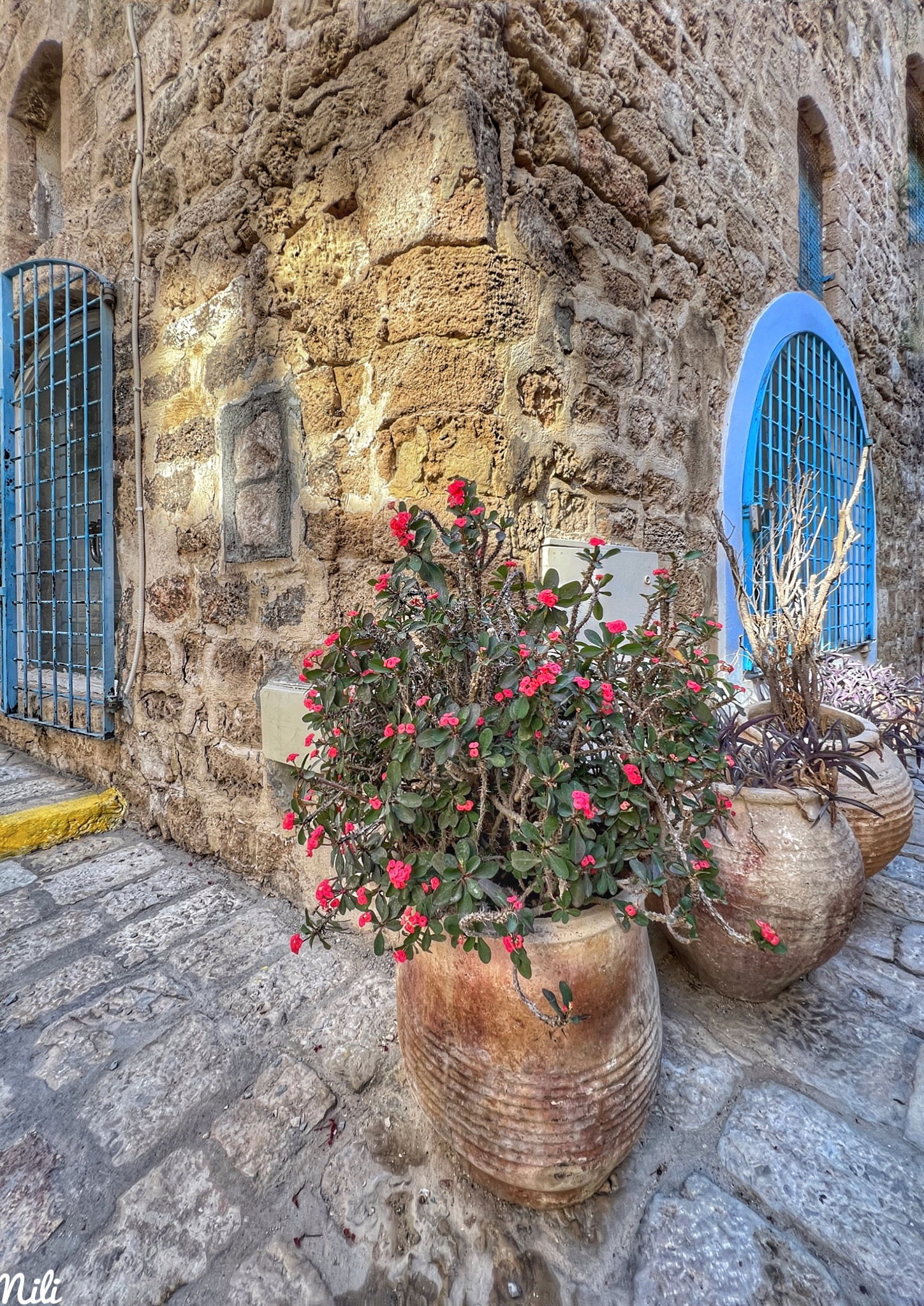 - Nili Israel Photos